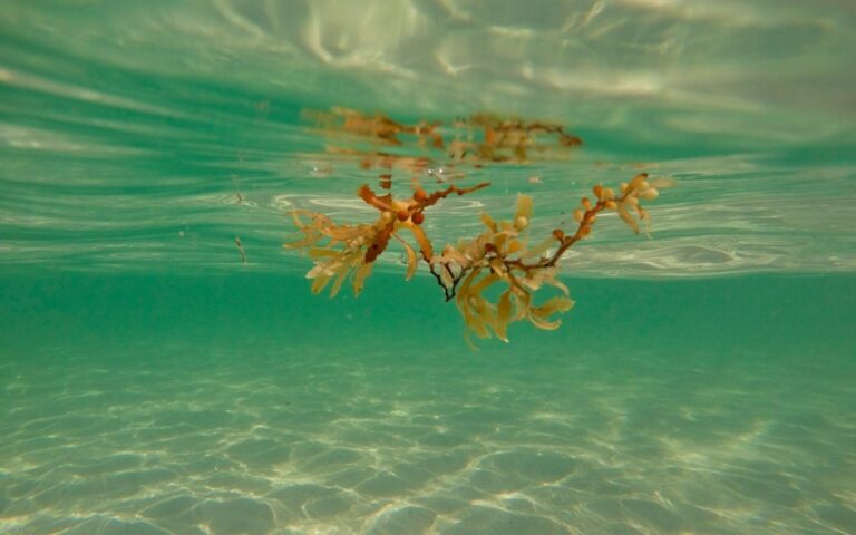 ¿Qué es el Sargazo y por qué llega a nuestras playas? – LA COLMENA